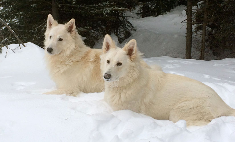 Our White Swiss Shepherd Dogs - Rose Valley White Shepherds
