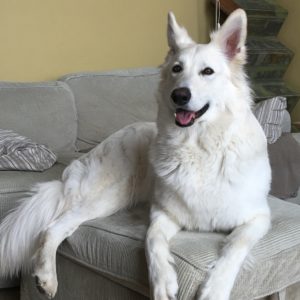 Our White Swiss Shepherd Dogs - Rose Valley White Shepherds