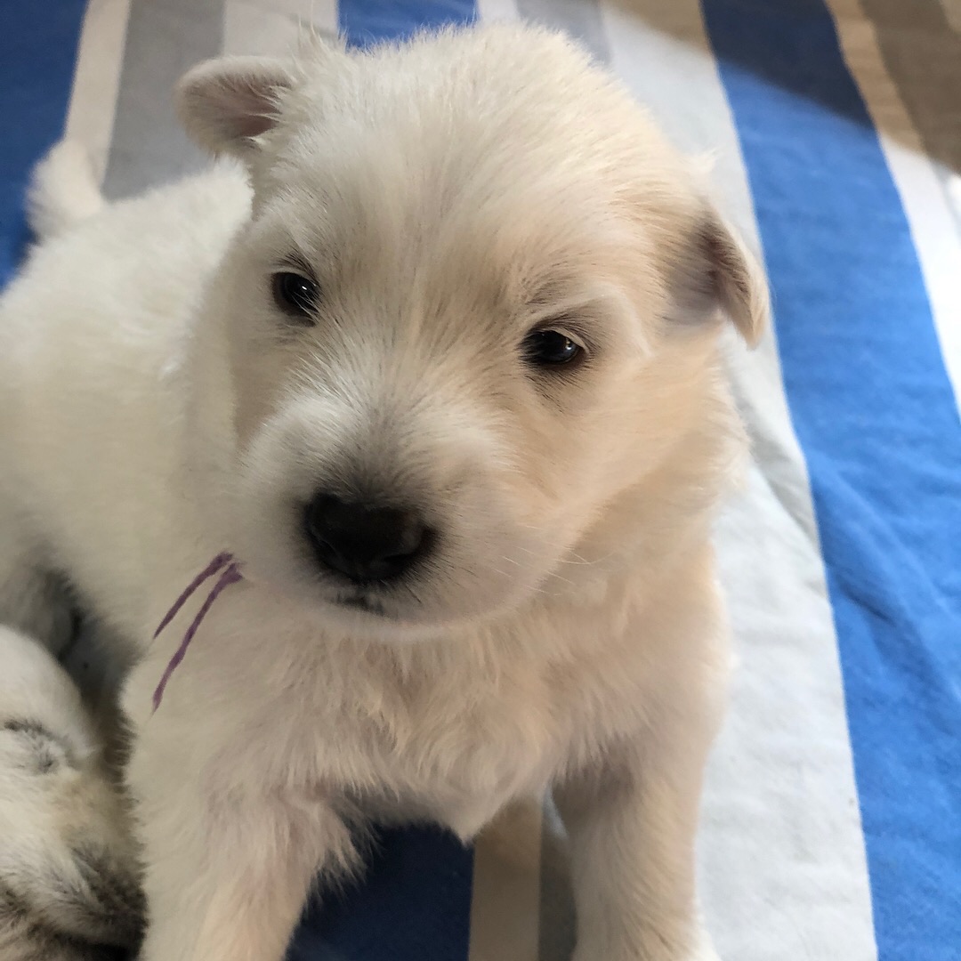 Kate White Swiss Shepherd Female - Rose Valley White Shepherds